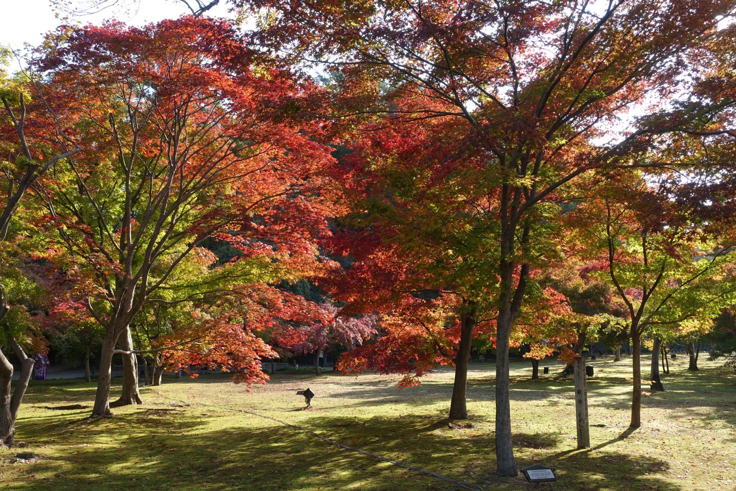 Okayama’s Korakuen and its Night Illumination – Japan's Wonders